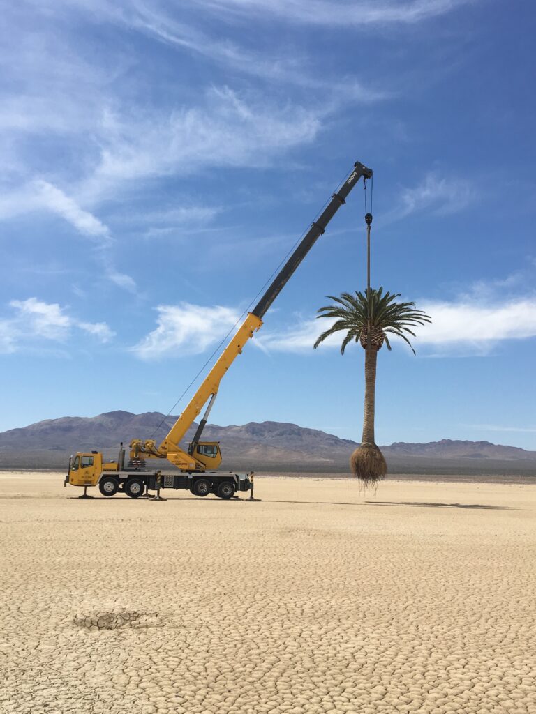 Senna Tree Company, LLC - Senna Tree Crane Cap and Box Weight - Senna Tree